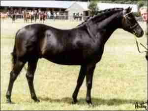 MerseyHorse Equestrian Association